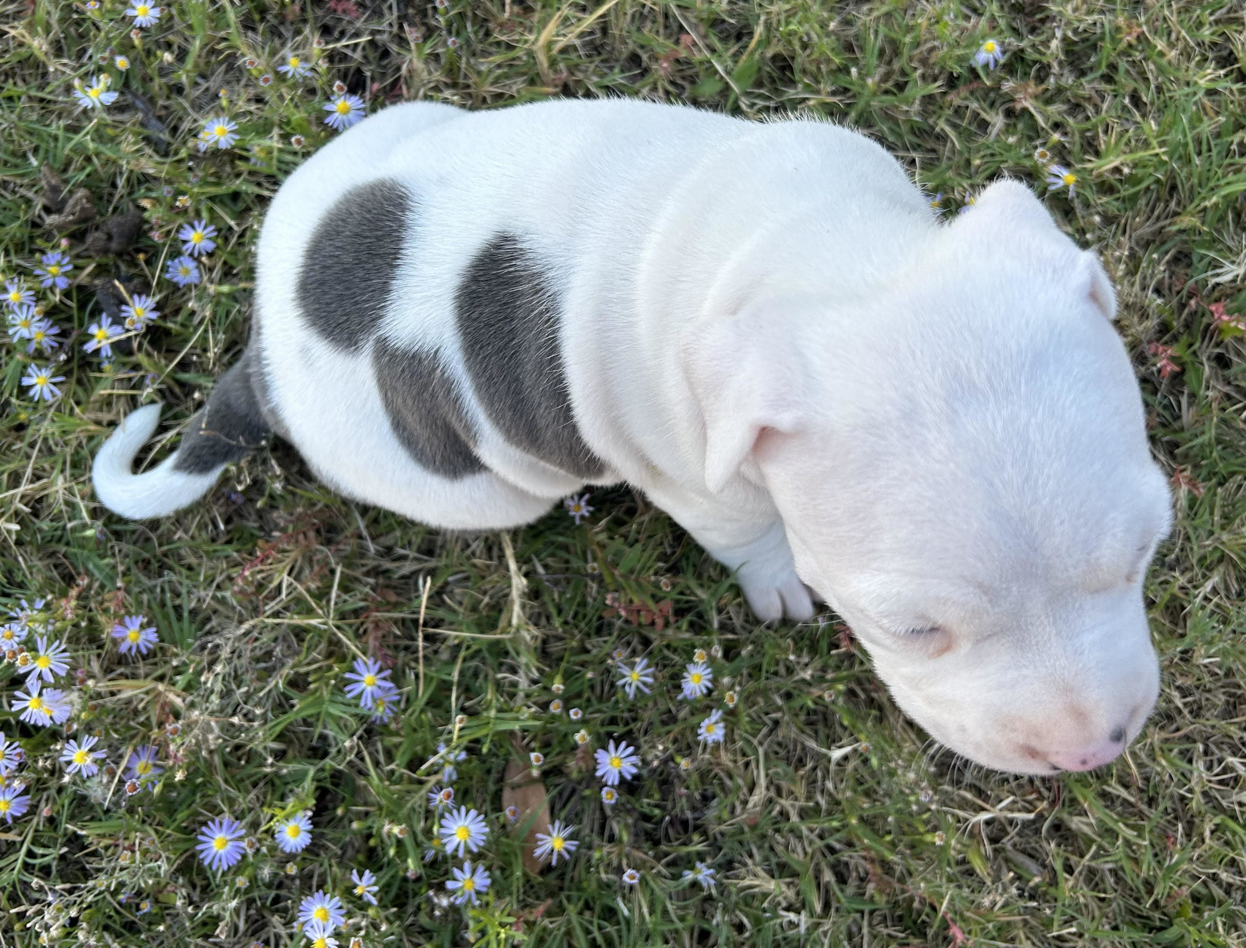 American Staffordshire Terrier Puppies | Winterwood Amstaffs